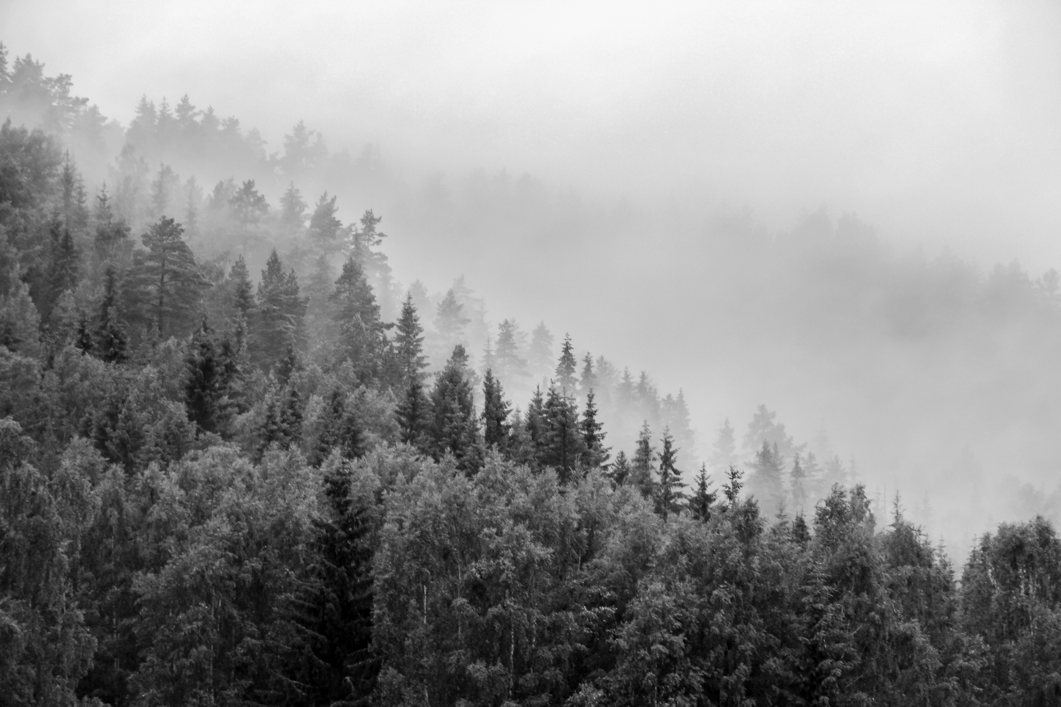 Grayscale Trees Medium - bulbNEST